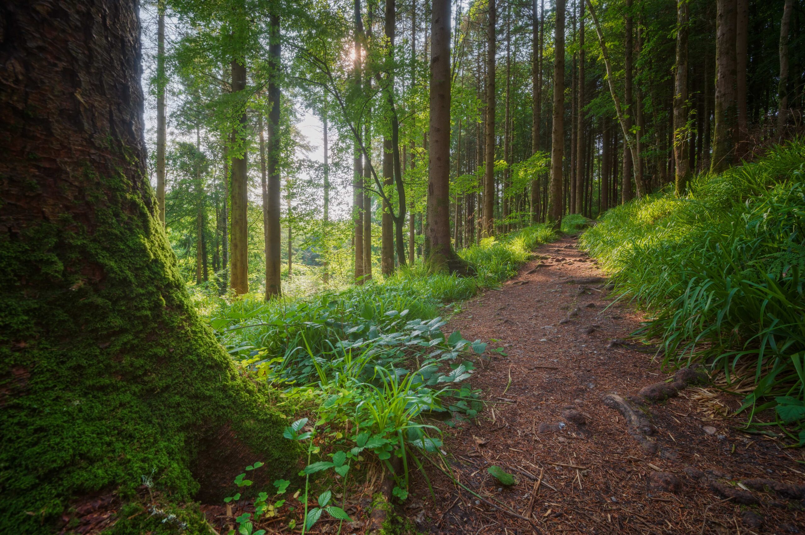 CASP Services - CASP